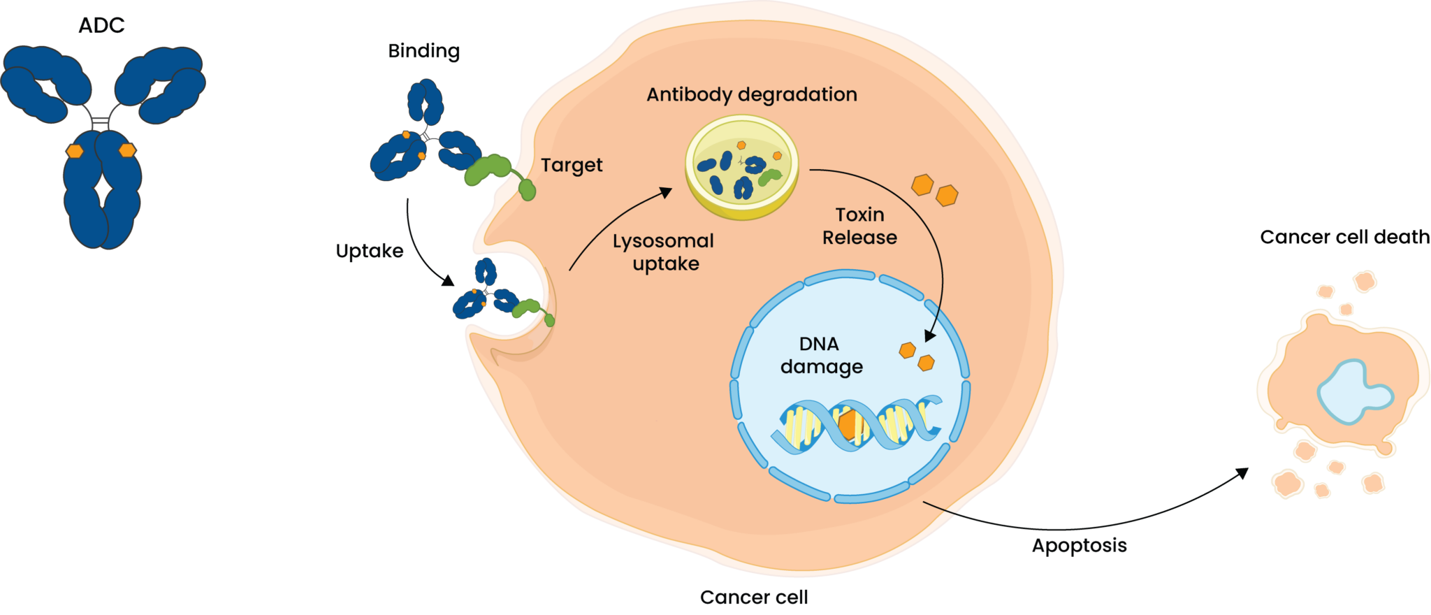 ADCs with Pyrrolobenzodiazepine Dimer – ADC Therapeutics