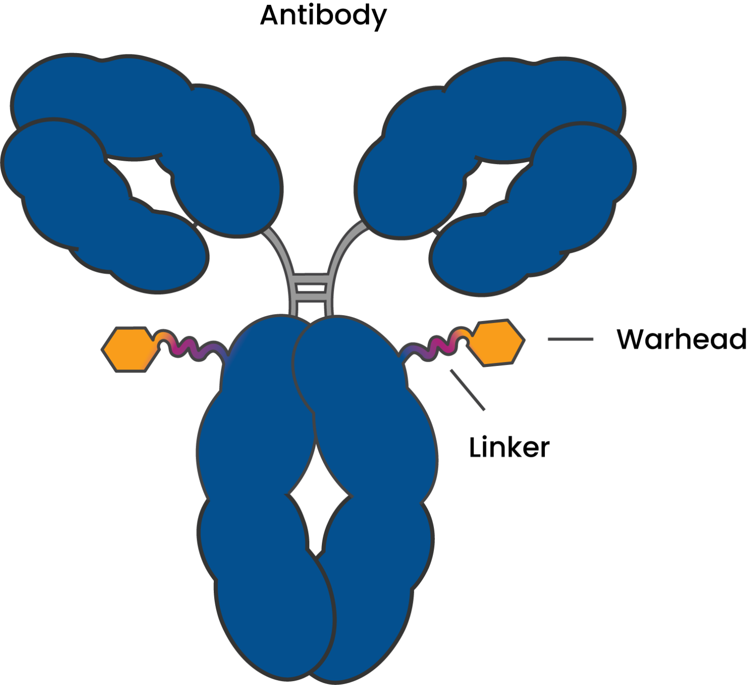 ADCs with Pyrrolobenzodiazepine Dimer – ADC Therapeutics